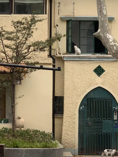 tangible-gaur4: cat outside a window :: looming bronze science fiction ...