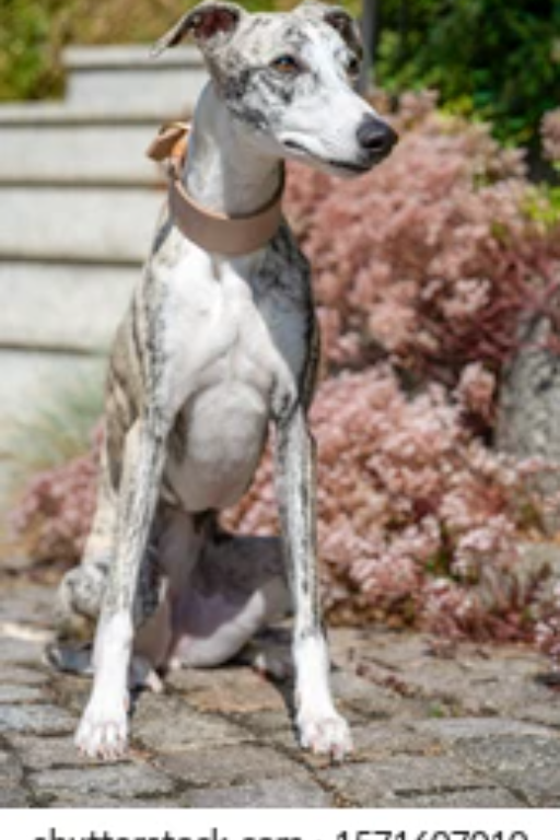homely-mink532: a brindle whippet dog with angel wings